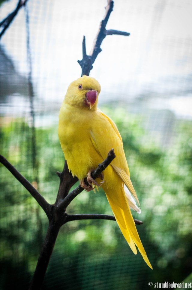 {KualaLumpurForKids} Kuala Lumpur Bird Park | Stumble Abroad